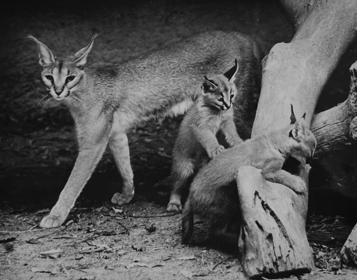 Les caracals en famille, 1979